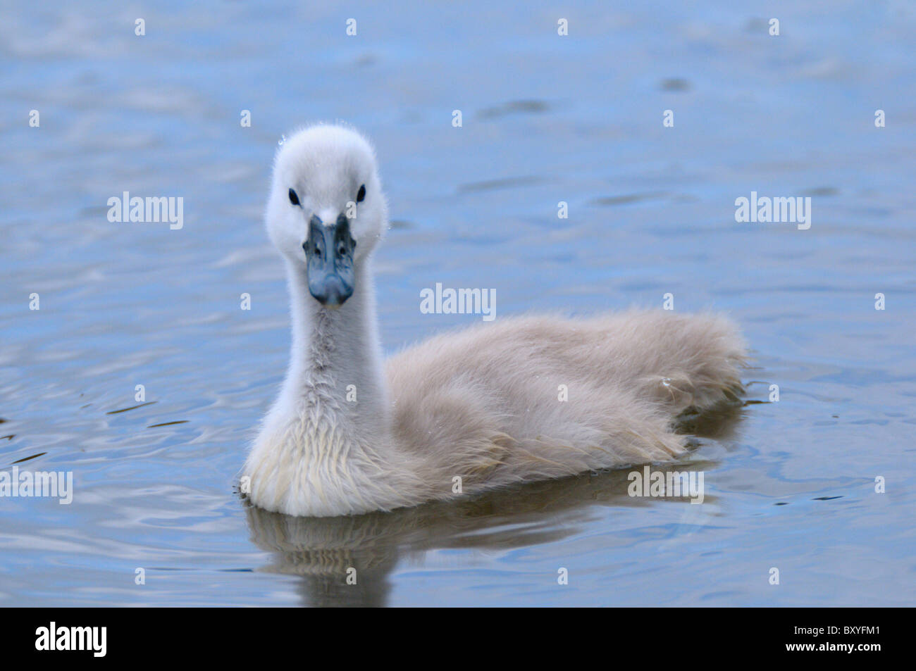 Birds eye view of swan hi-res stock photography and images - Alamy
