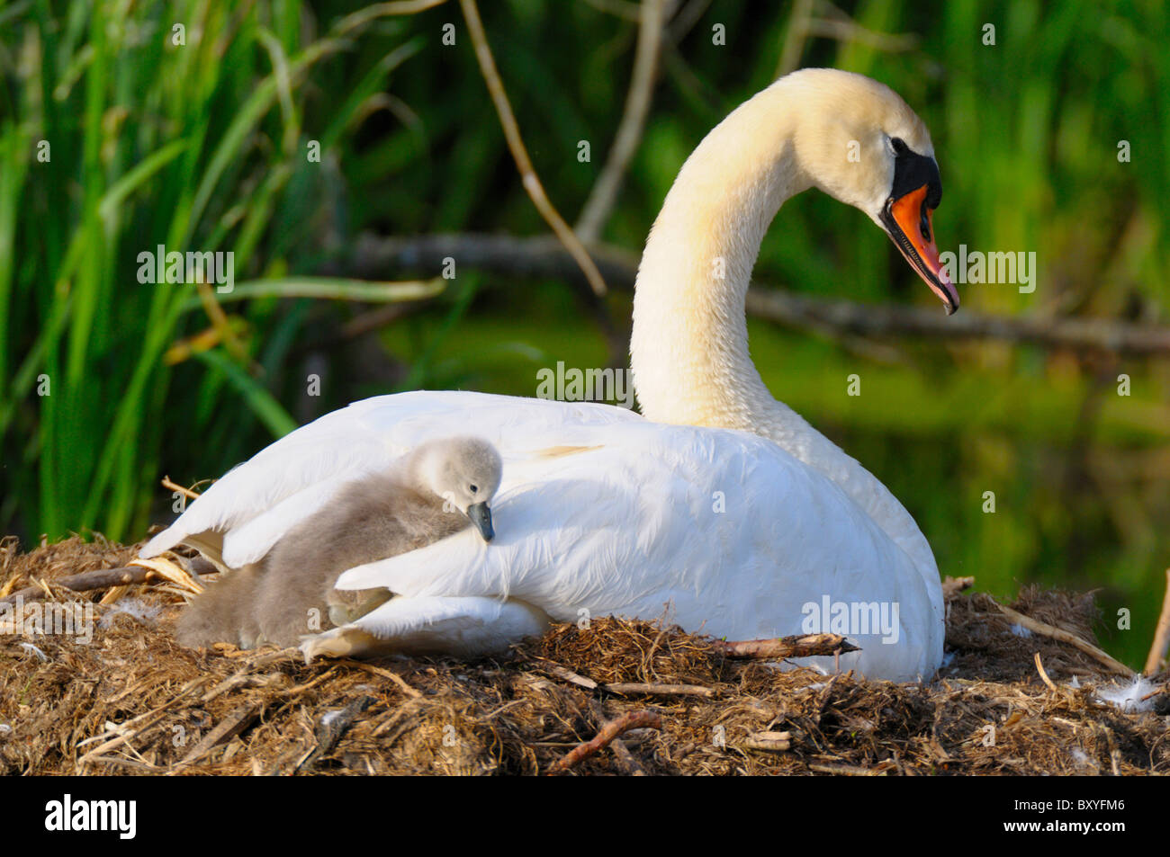 Immature swans hi-res stock photography and images - Alamy
