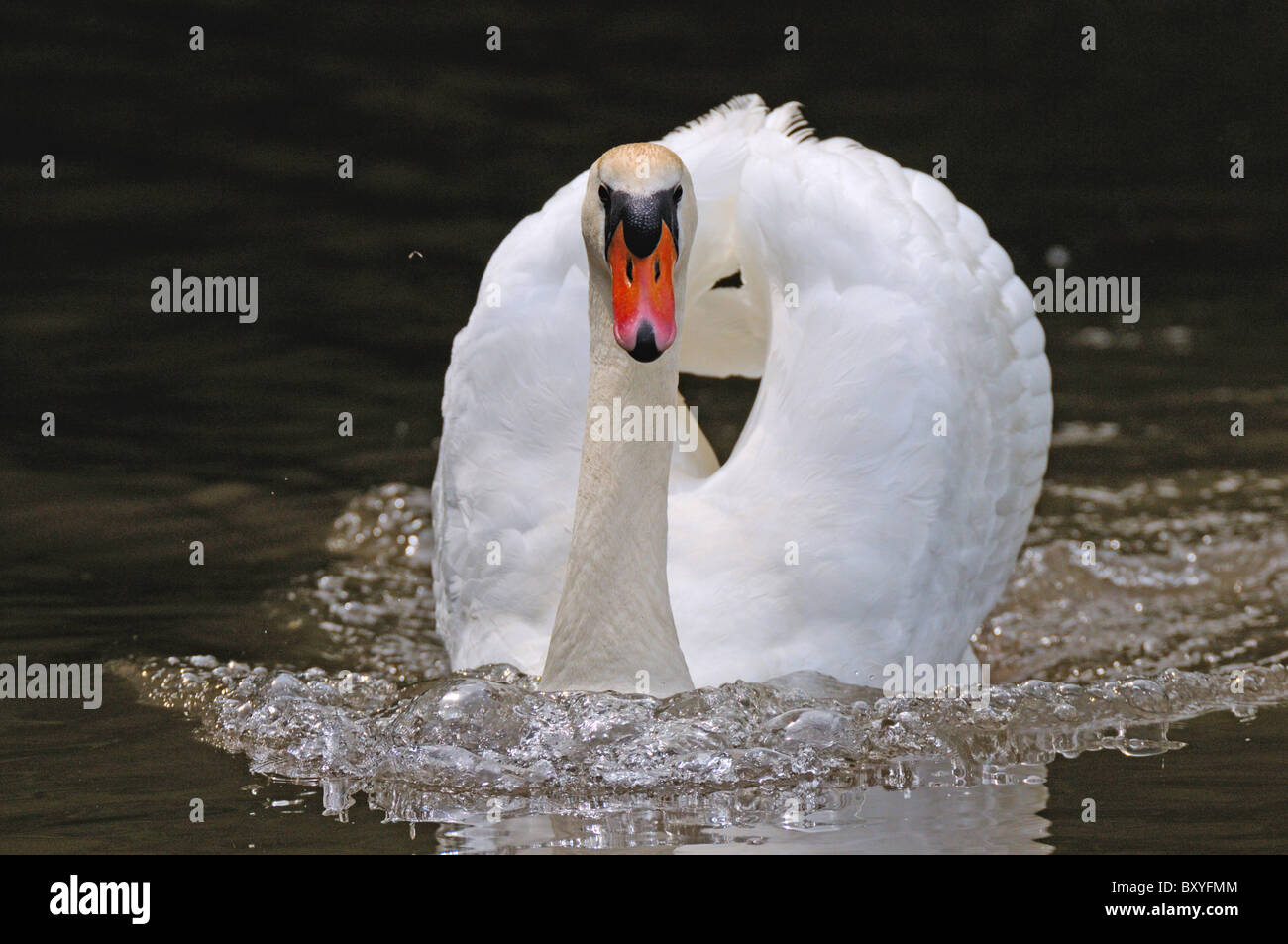 Frontal swan hi-res stock photography and images - Alamy