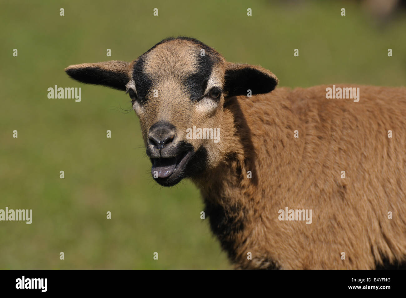 Crying lamb sheep hi-res stock photography and images - Alamy