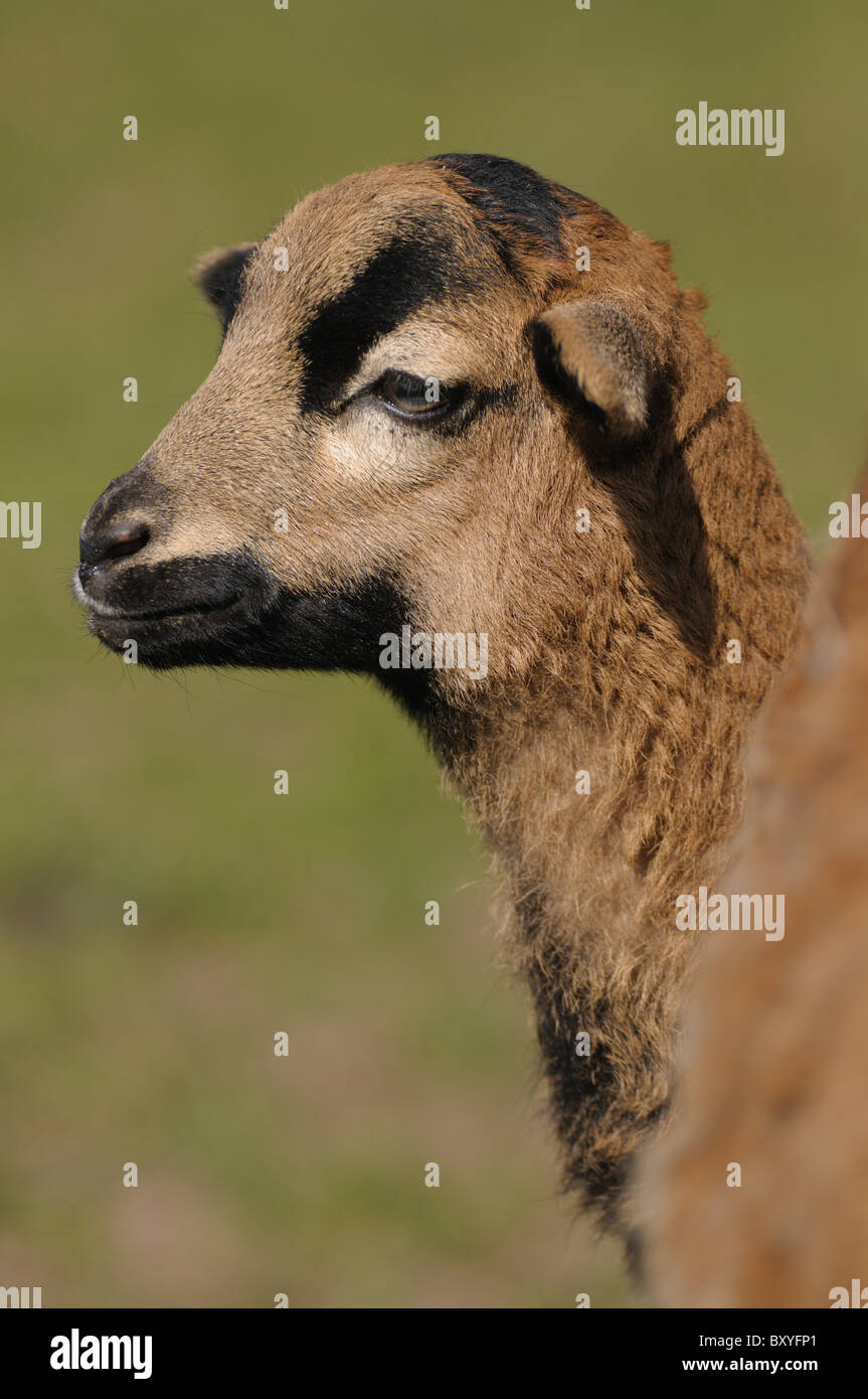 Domestic sheep side profile hi-res stock photography and images - Alamy