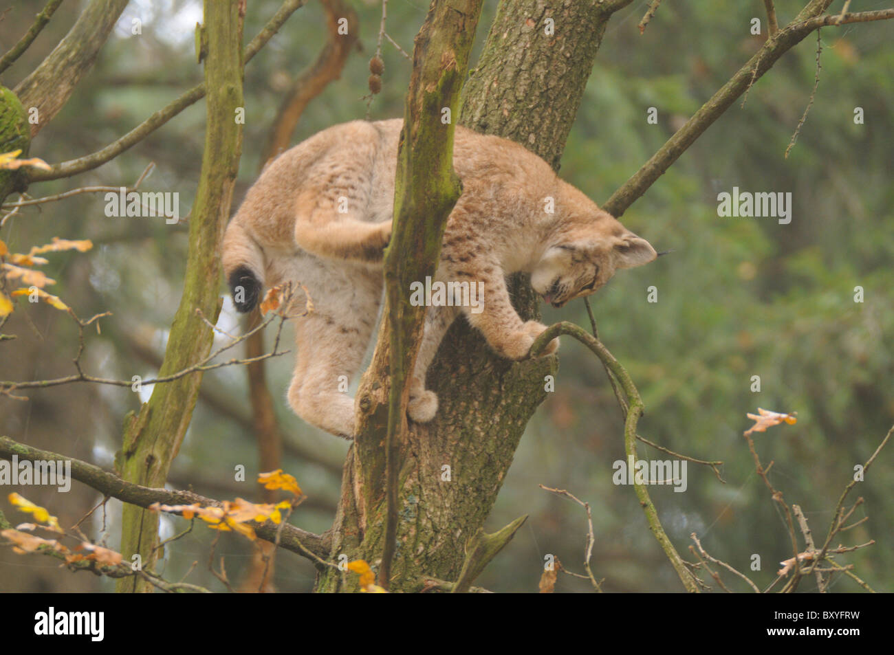 Lynx behavior hi-res stock photography and images - Alamy