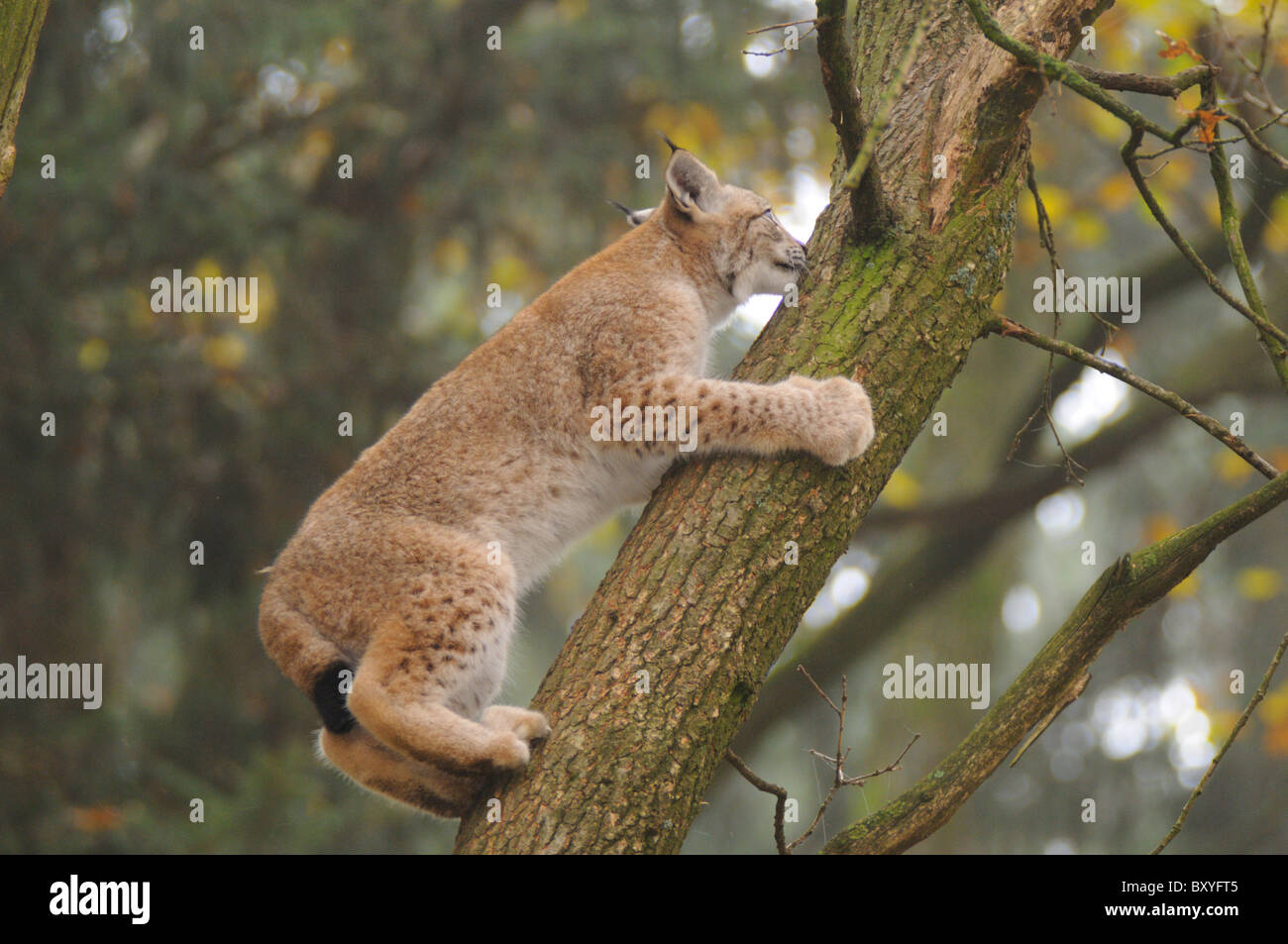 Profile of a lynx hi-res stock photography and images - Alamy
