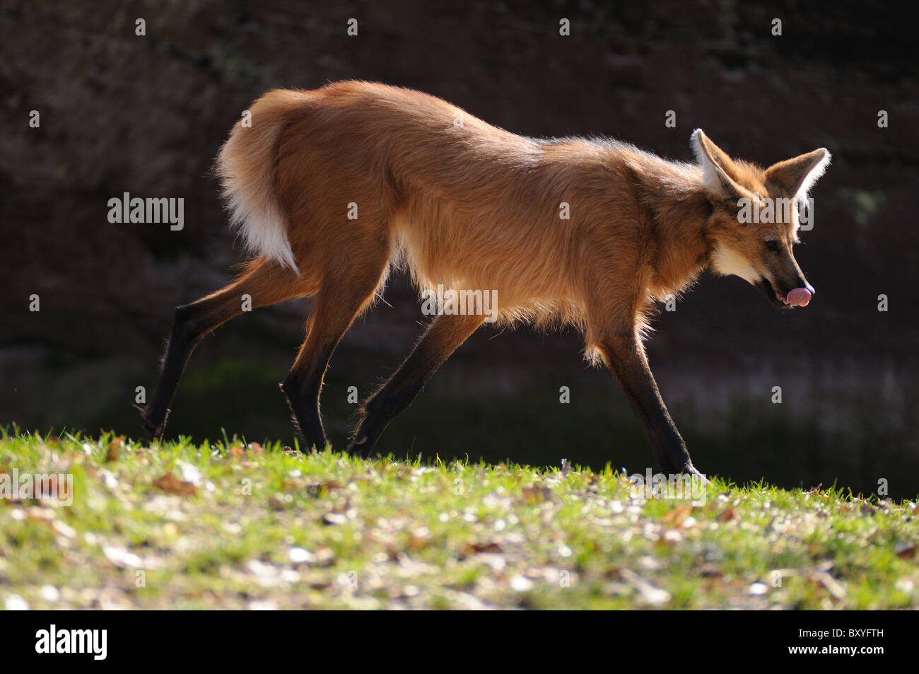 Maned wolf walking hi-res stock photography and images - Alamy