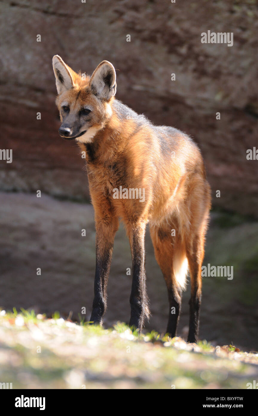 Maned wolf hi-res stock photography and images - Alamy