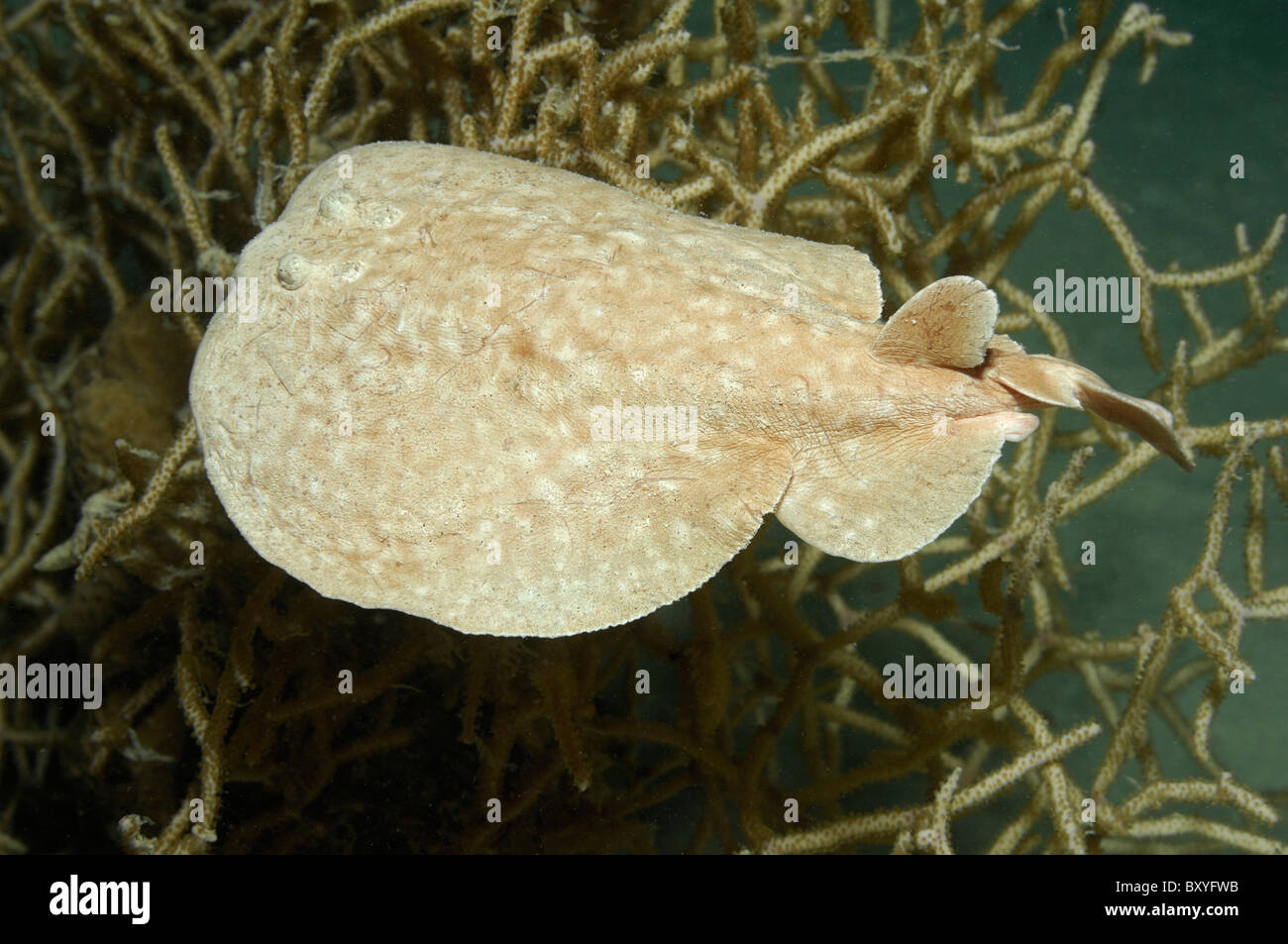 Red Sea Torpedo Ray, Torpedo panthera, Marsa Alam, Red Sea, Egypt Stock ...