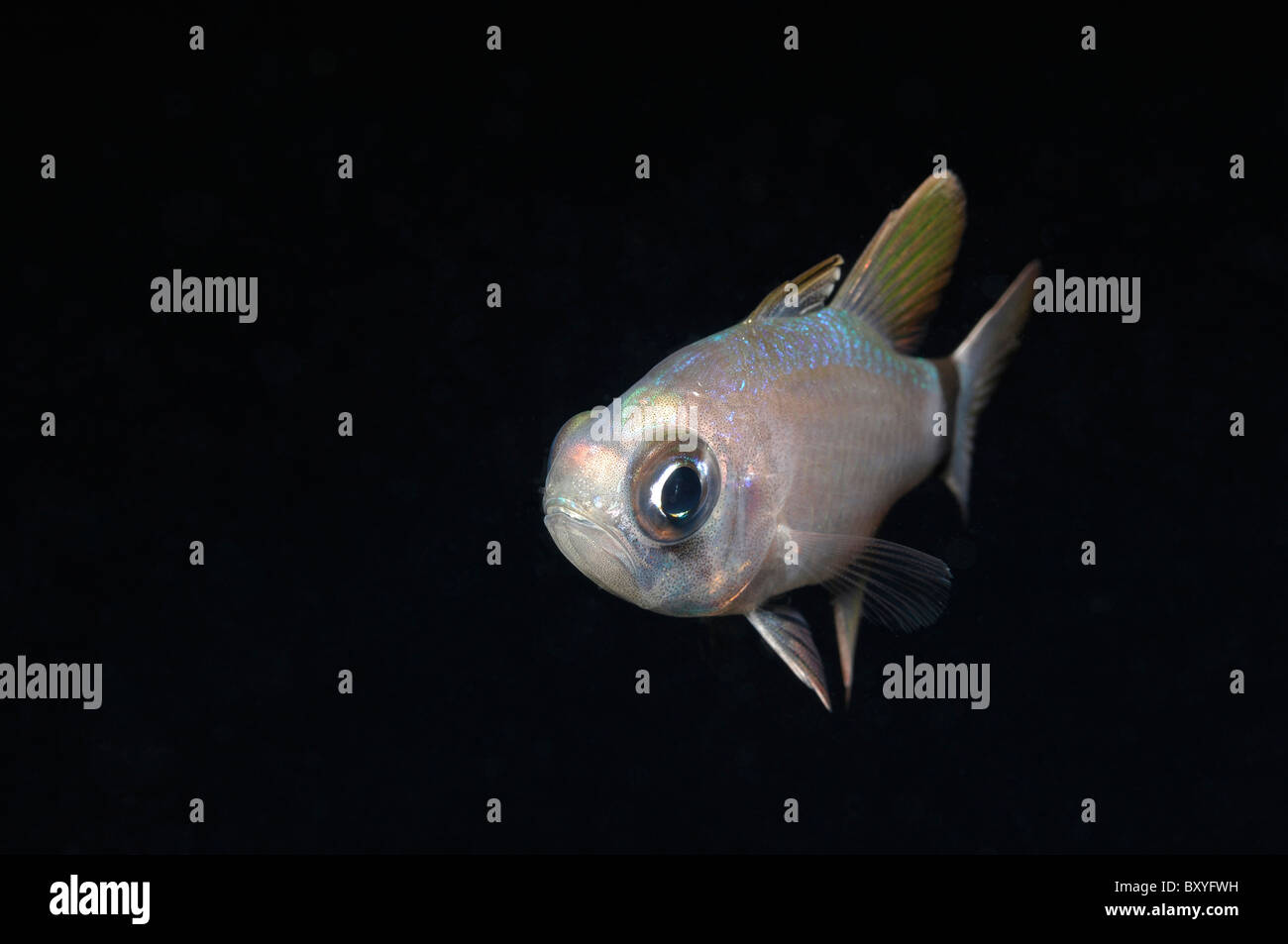 Cardinalfish, Apogon sp., Marsa Alam, Red Sea, Egypt Stock Photo - Alamy