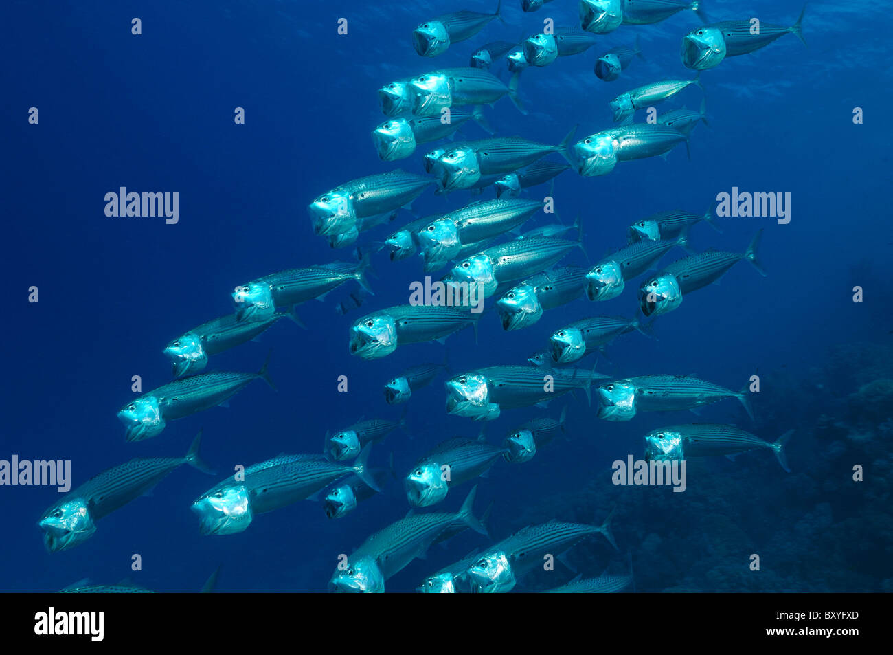 Feeding Striped Mackerels, Rastrelliger kanagurta, Marsa Alam, Red Sea ...