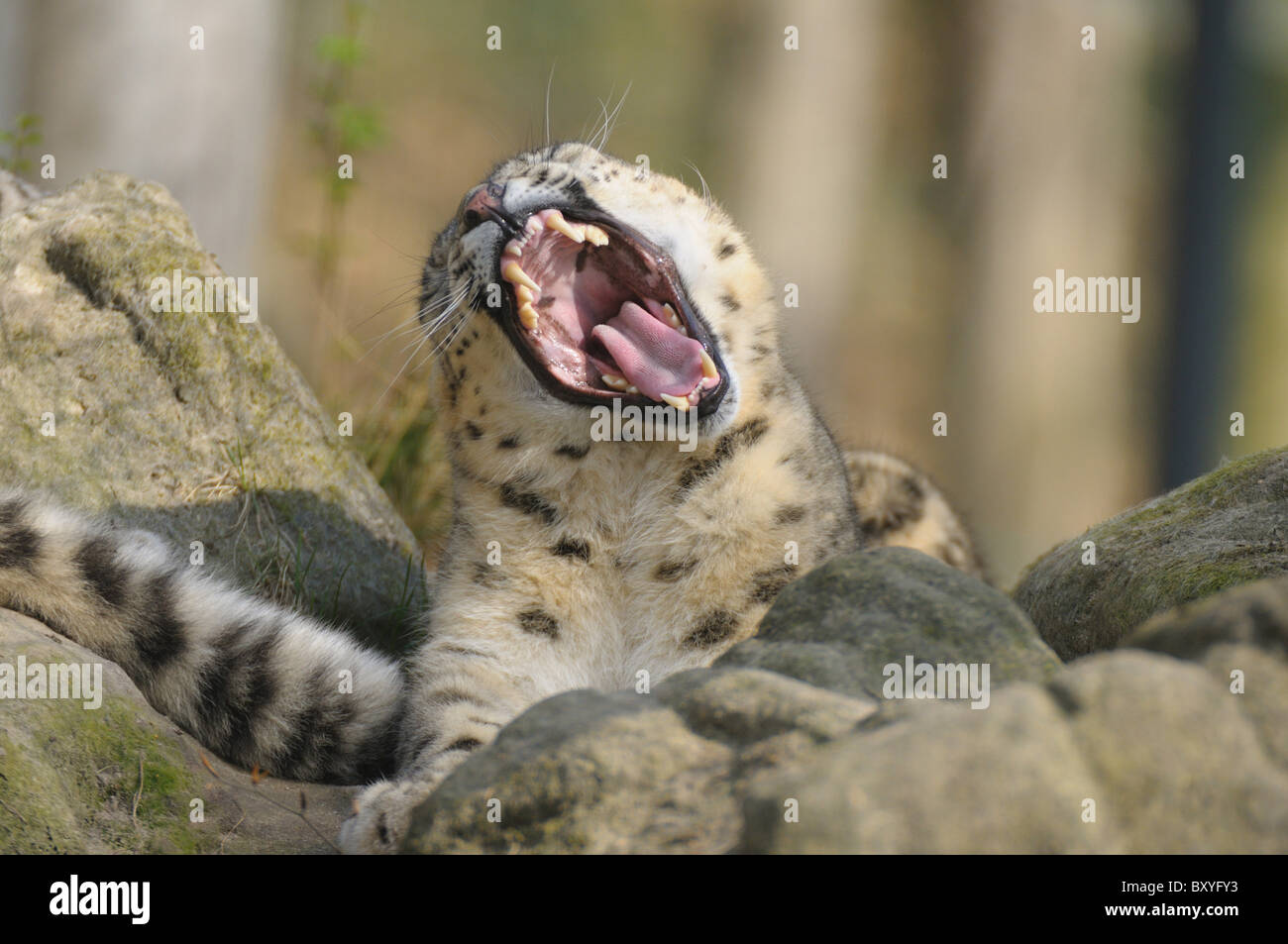 Snow Leopard Teeth