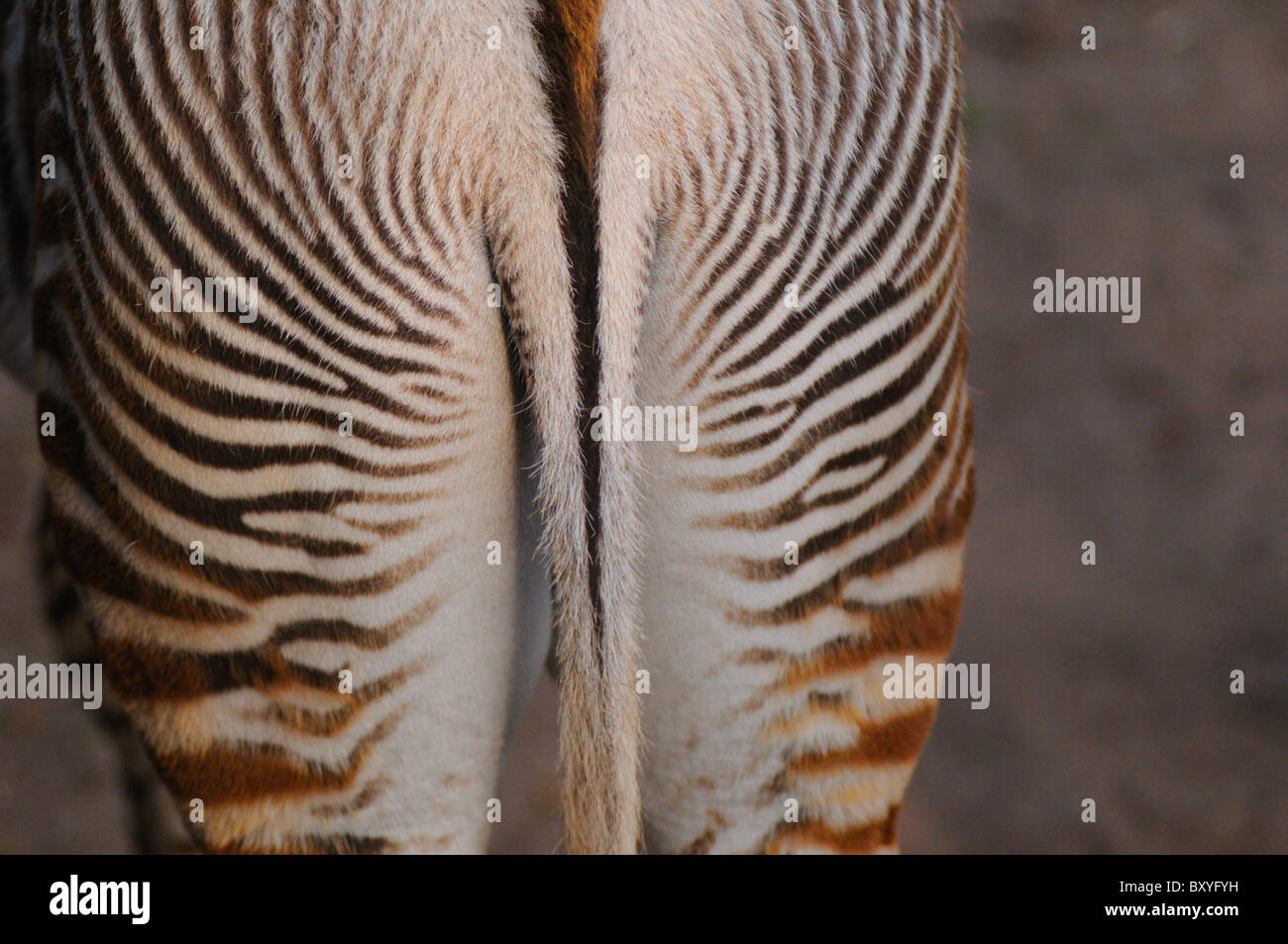 Zebra tail hi-res stock photography and images - Alamy