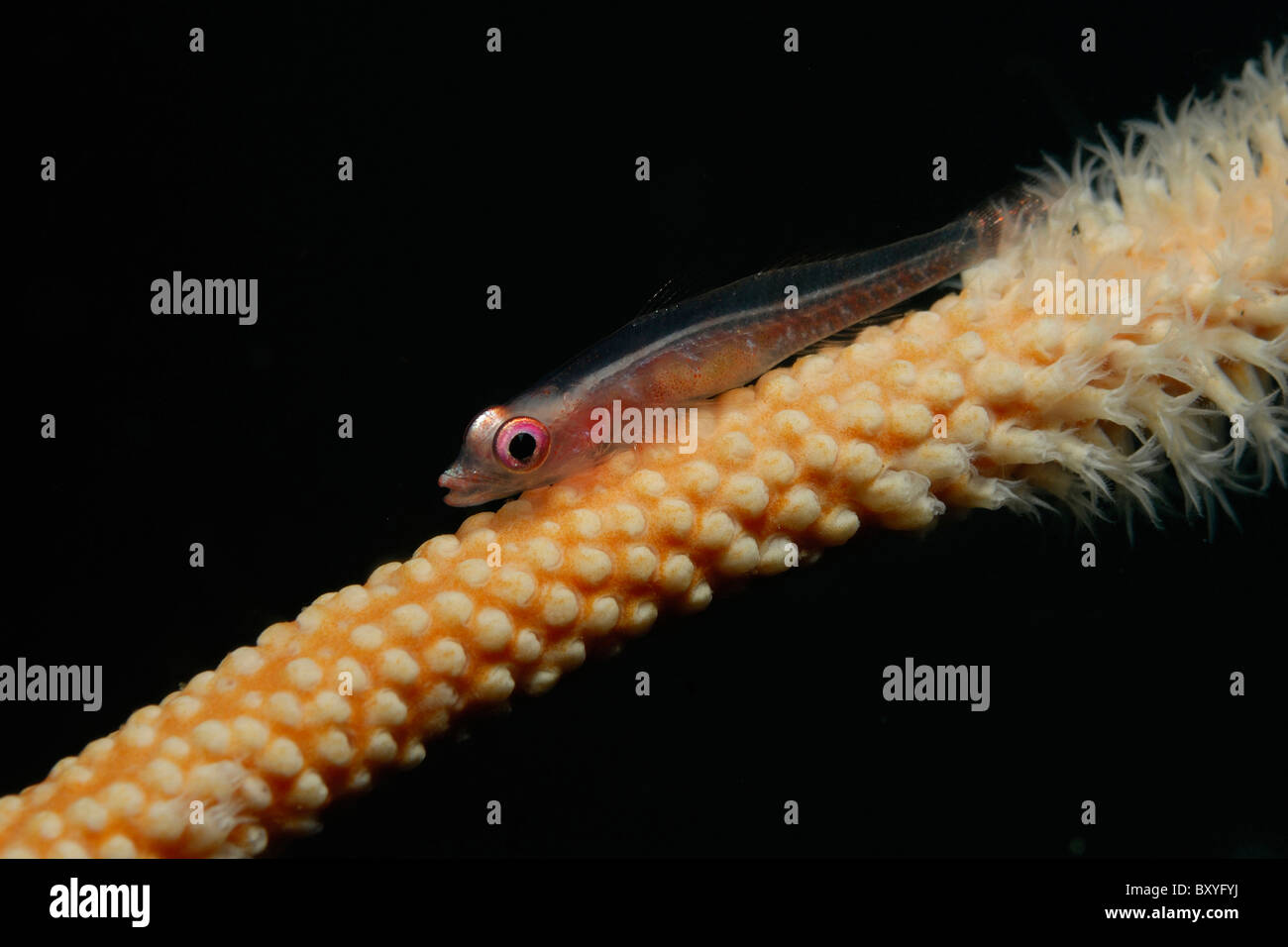 Whip Coral Ghost Goby, Bryaninops youngei, Triton Bay, West Papua ...