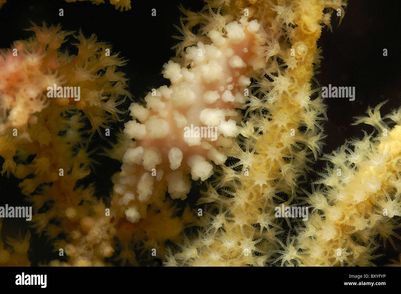 Ovulid Snail on Coral, Hiata sp., Triton Bay, West Papua, Indonesia ...