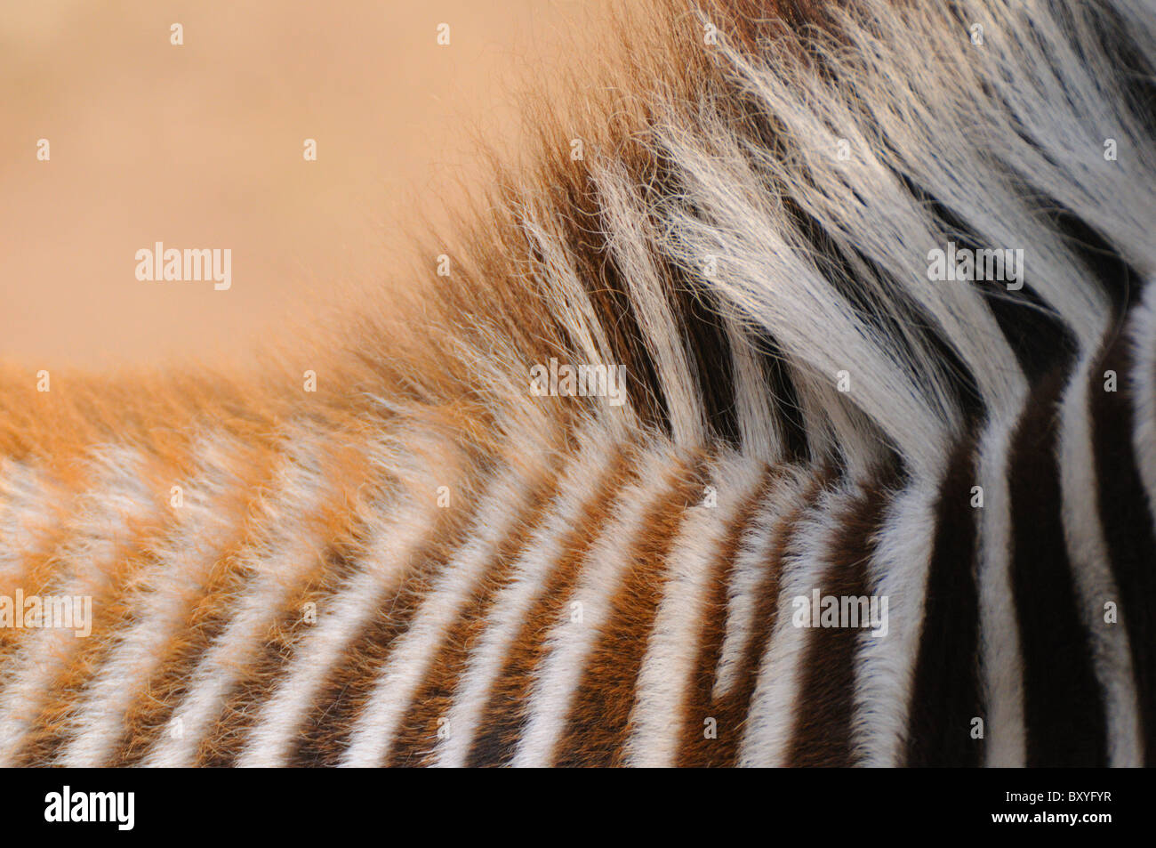 Zebra detail shot hi-res stock photography and images - Alamy