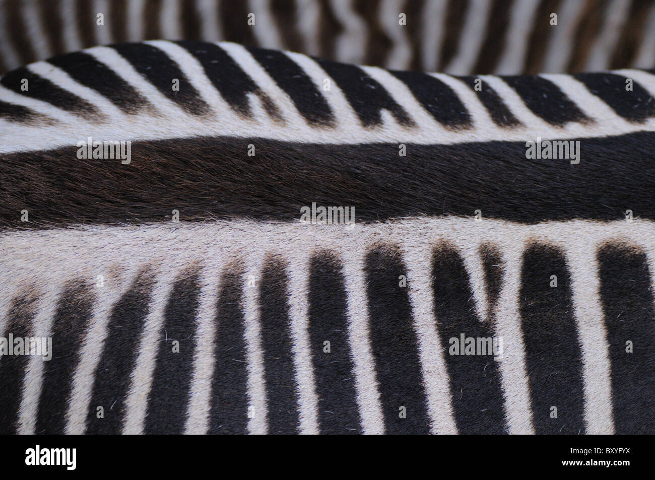 Zebra coat hi-res stock photography and images - Alamy