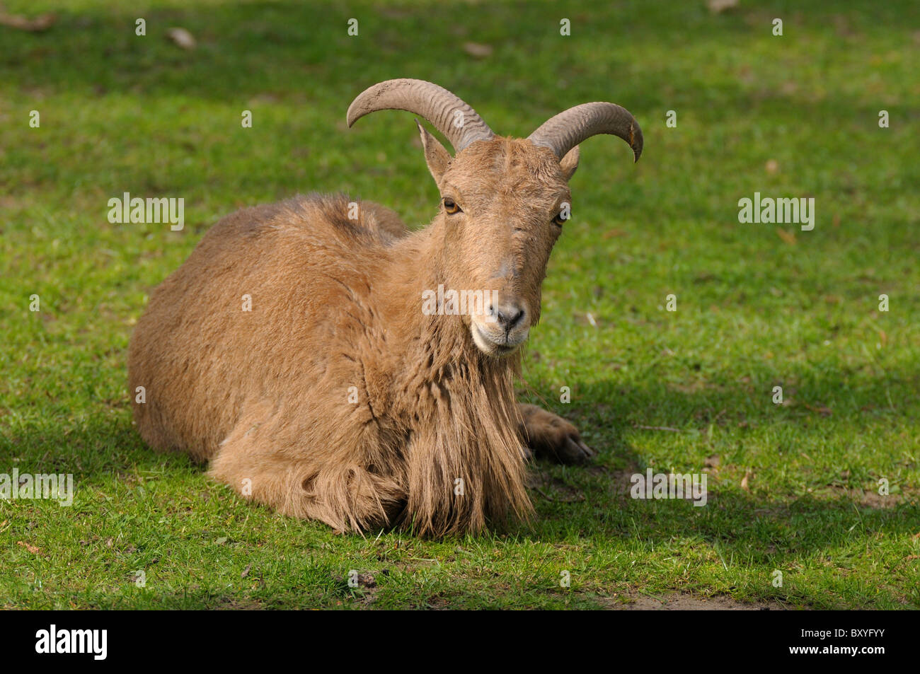Barbary sheeps hi-res stock photography and images - Alamy