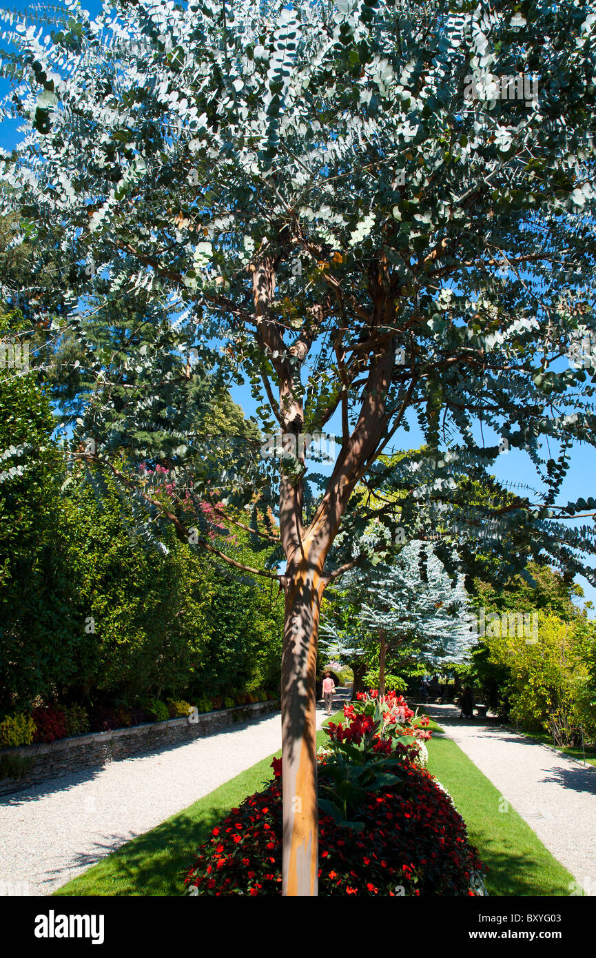 eucaliptus pulverulenta myrtaceae Tree Stock Photo - Alamy