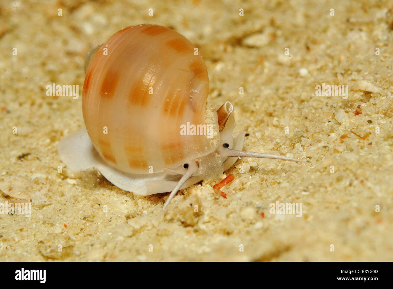 Snail on sandy bottom, Polinices sp., Triton Bay, West Papua, Indonesia ...