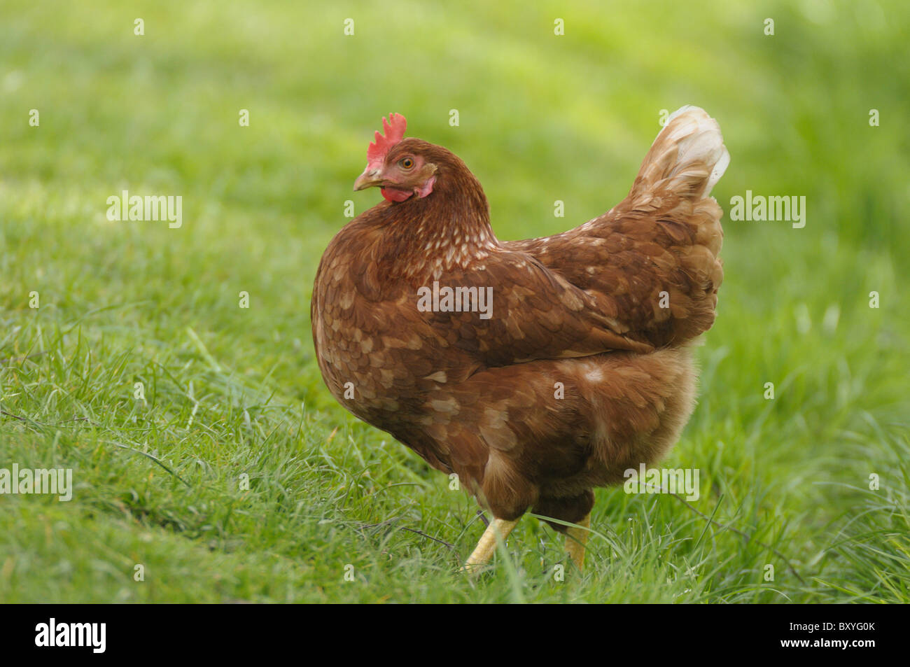 Chicken layers hi-res stock photography and images - Alamy