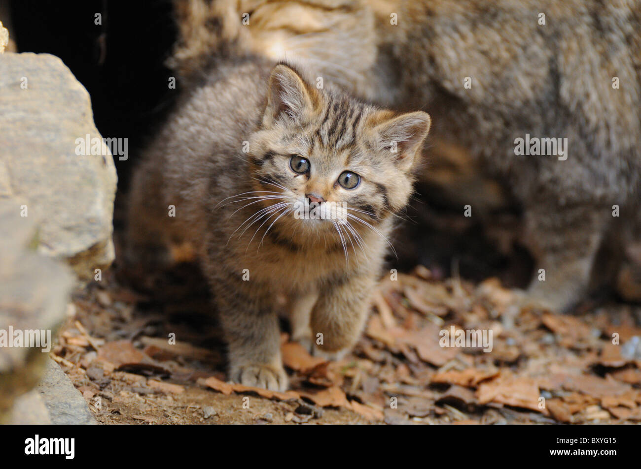 Wildcat walking hi-res stock photography and images - Alamy