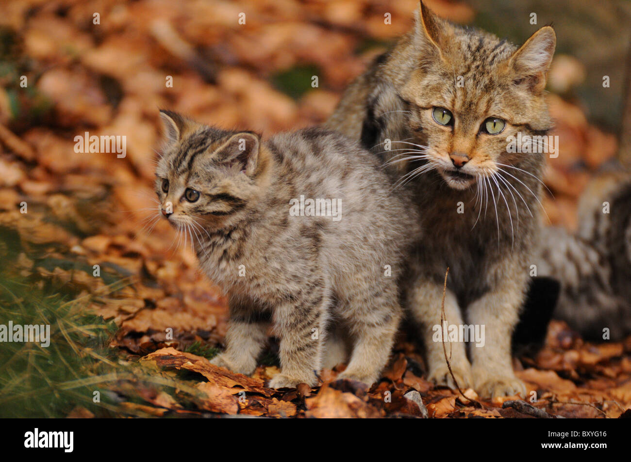 Wildcats felis silvestris hi-res stock photography and images - Alamy