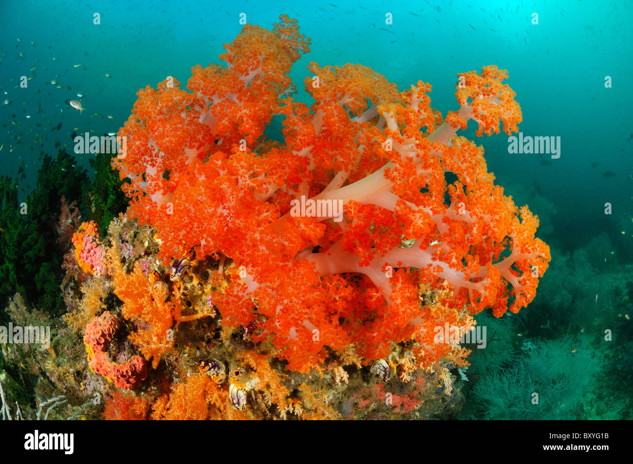 Red Soft Coral on Coral Reef, Scleronephthya sp., Triton Bay, West ...
