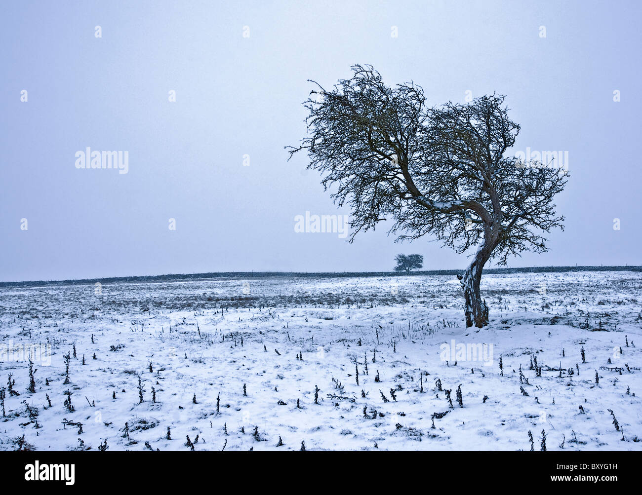 Winter moorland near Catterick, North Yorkshire. The picture shows an ...