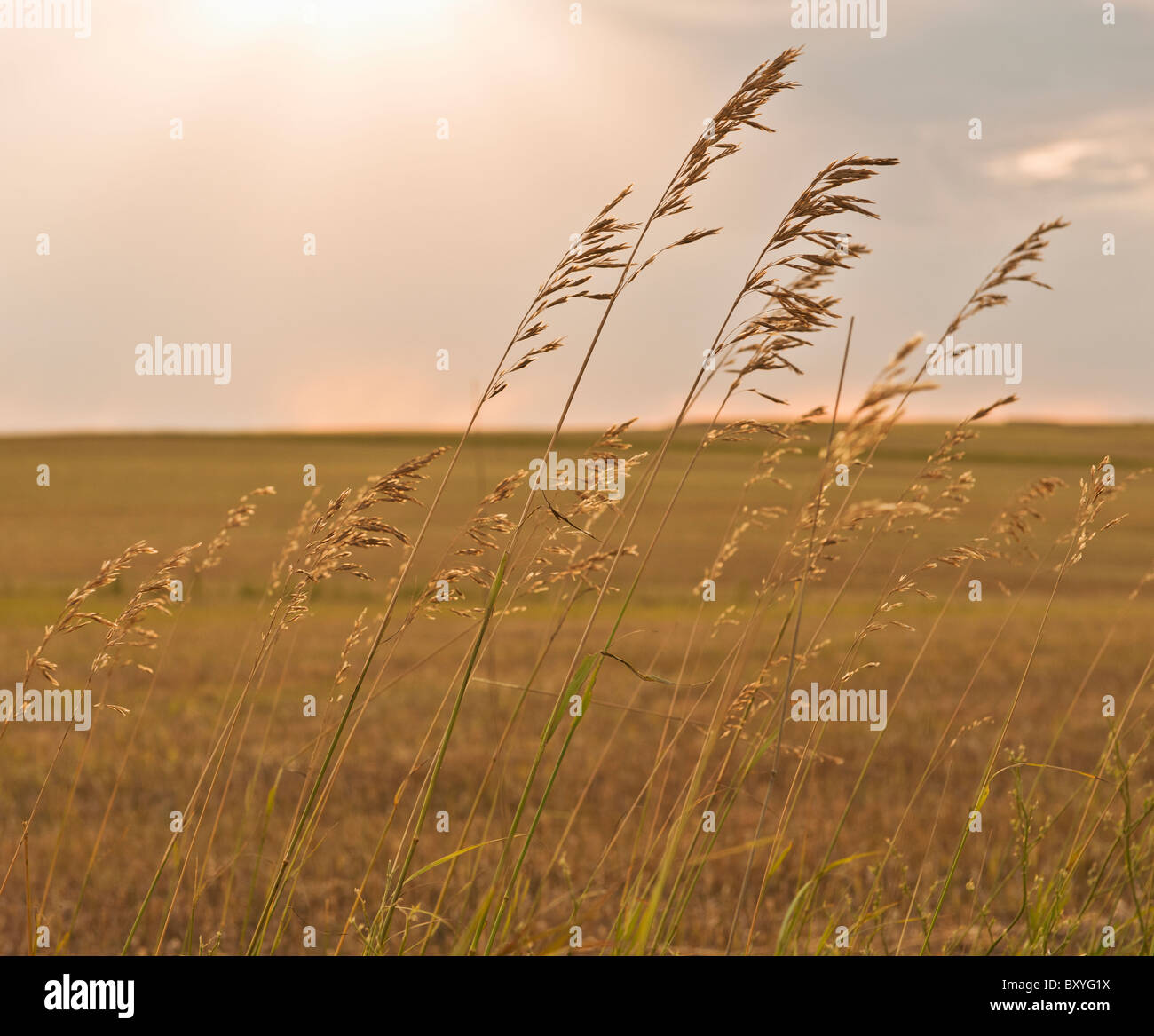 Grass on field Stock Photo - Alamy