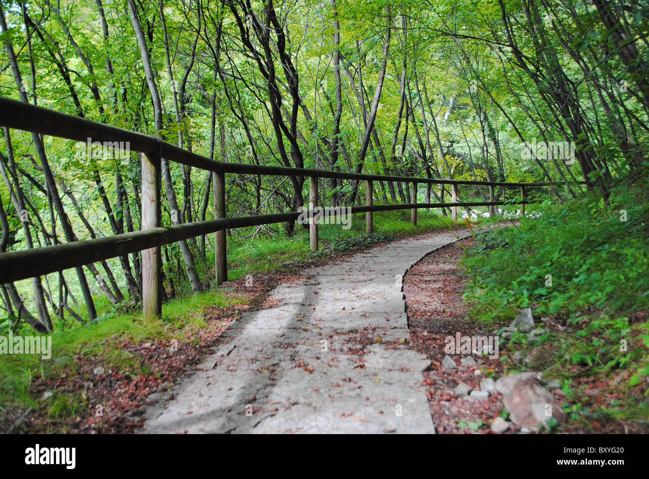 path in the woods with slabs and surrounded by vegetation and ...