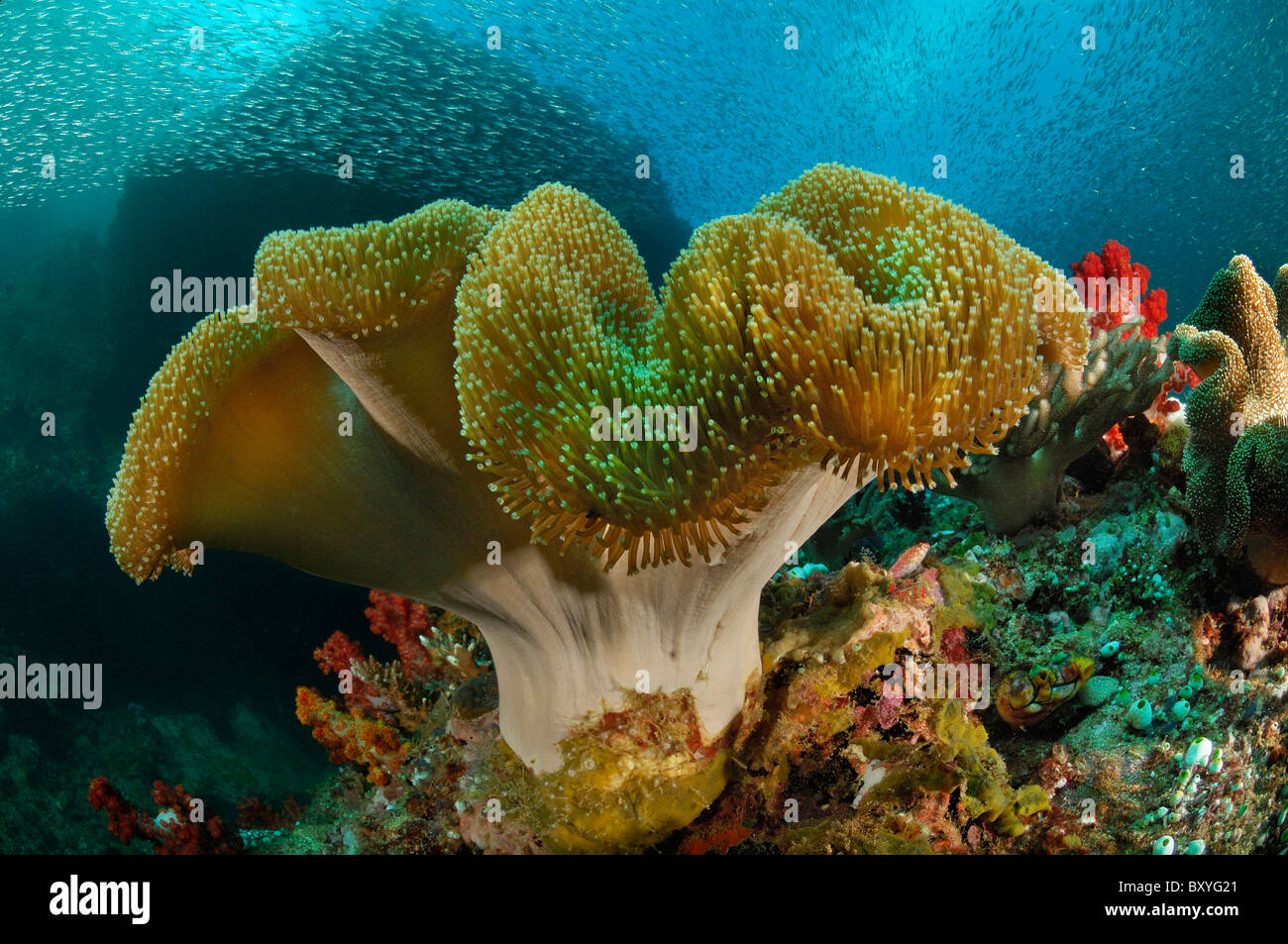 Mushroom Soft Coral, Sarcophyton sp., Triton Bay, West Papua, Indonesia ...
