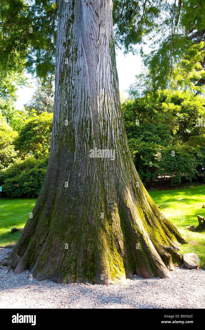 Taxodium Distichum taxodiaceae tree Stock Photo - Alamy