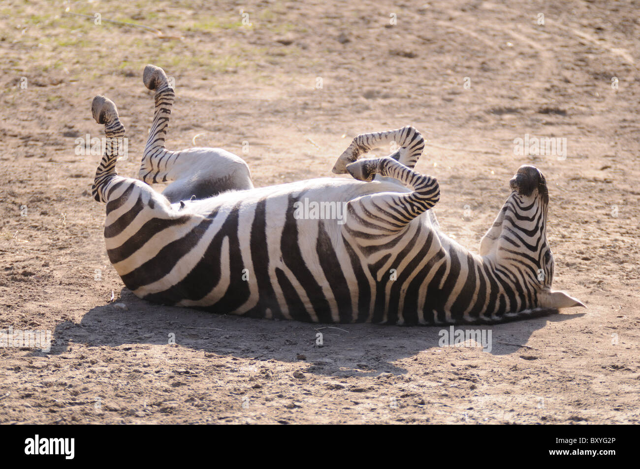 Zebra behavior hi-res stock photography and images - Alamy