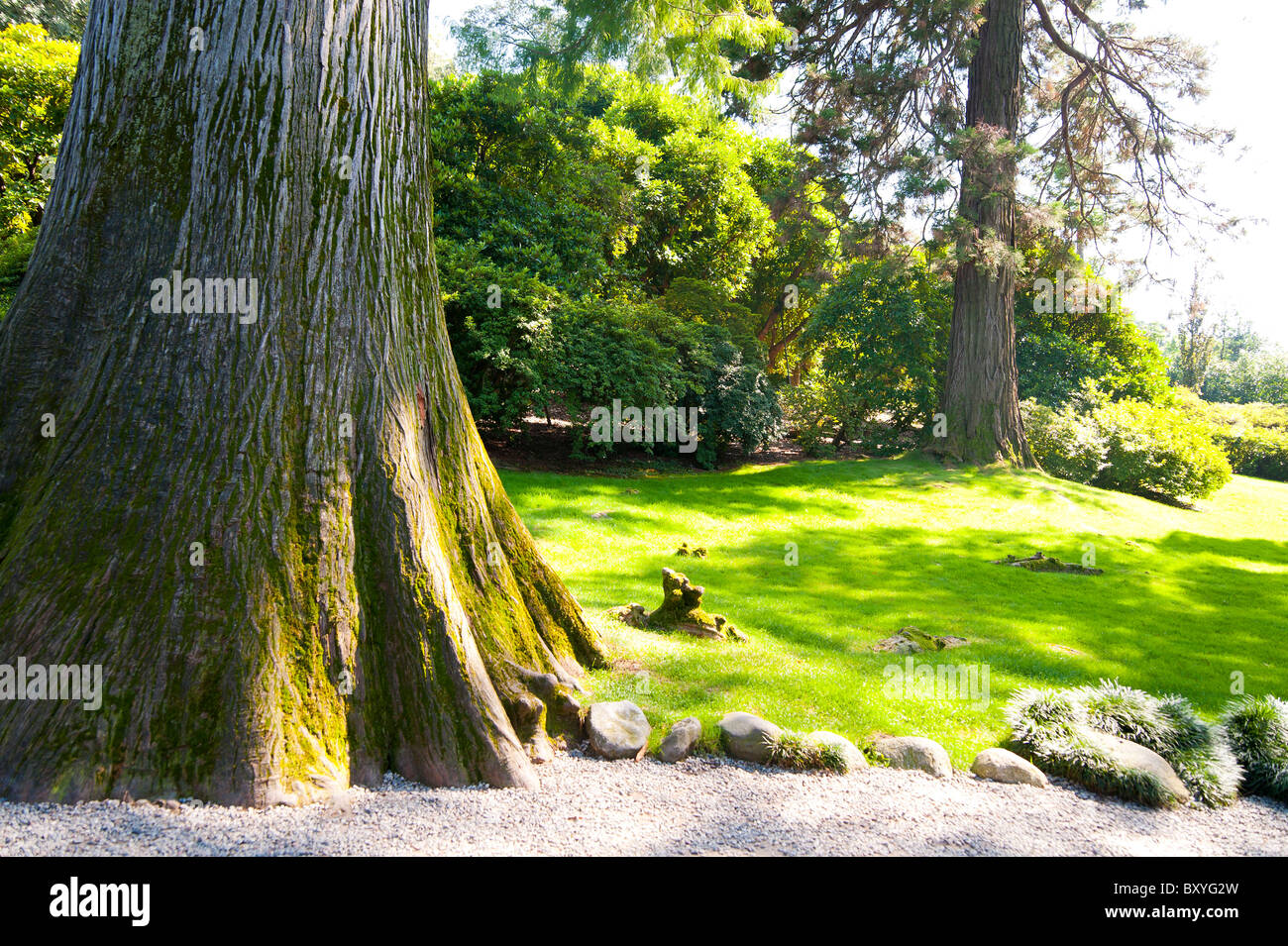 Taxodium tree hi-res stock photography and images - Alamy