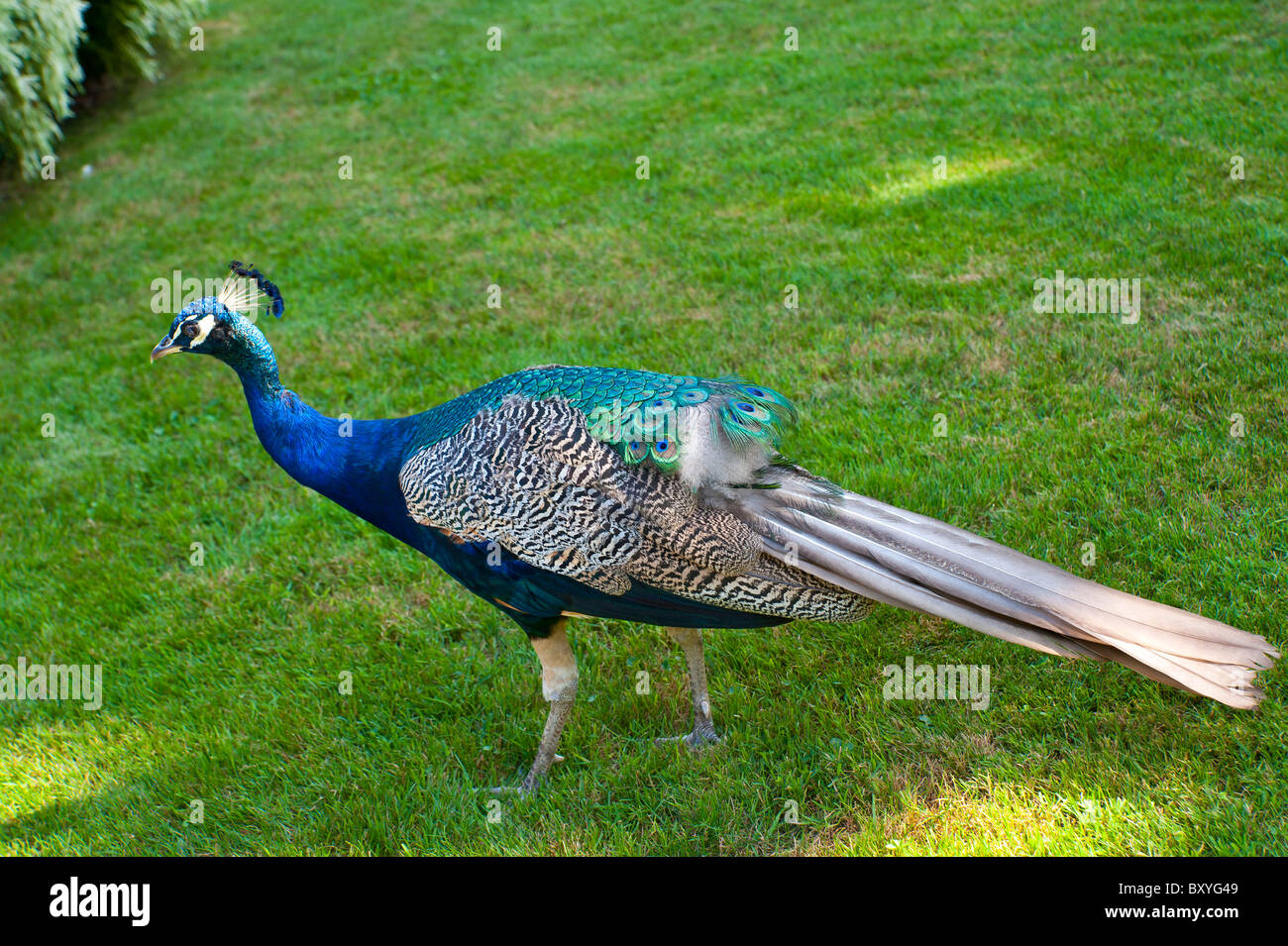 Peacock Side View High Resolution Stock Photography and Images - Alamy