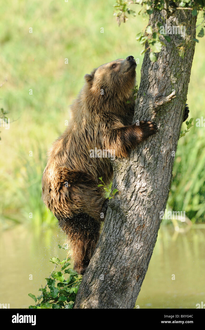 climbing brown bear Stock Photo - Alamy