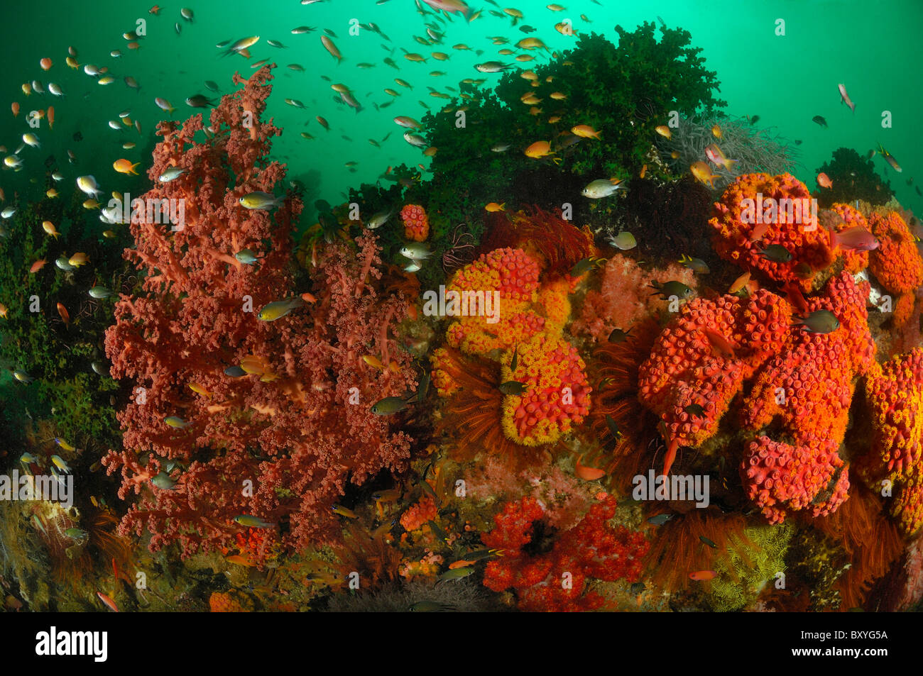 Reef of Cup Corals, Tubastrea sp., Triton Bay, West Papua, Indonesia ...