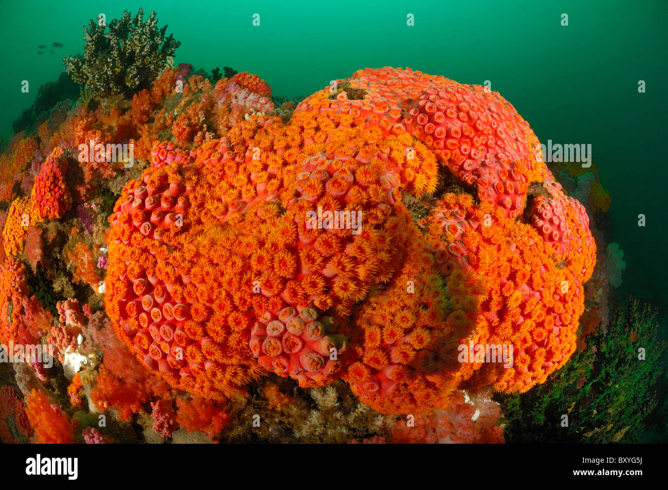 Reef covered of Cup Corals, Tubastrea sp., Triton Bay, West Papua ...