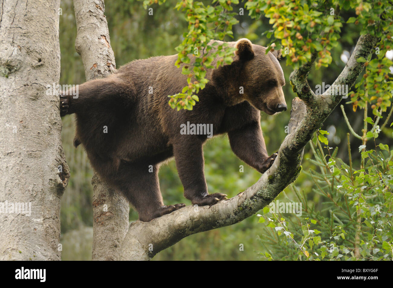 climbing brown bear Stock Photo - Alamy
