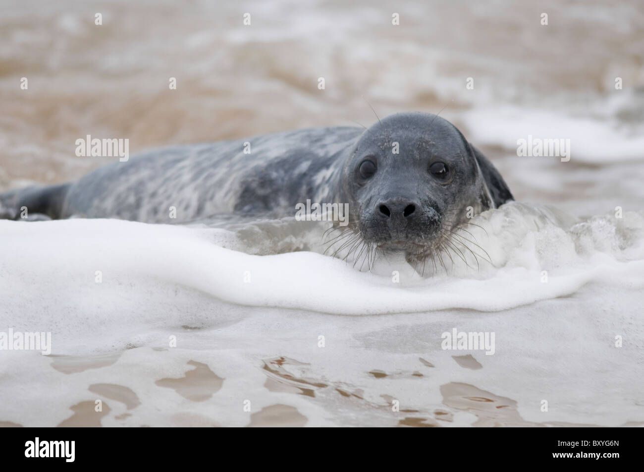 Sea palling beach norfolk hi-res stock photography and images - Alamy