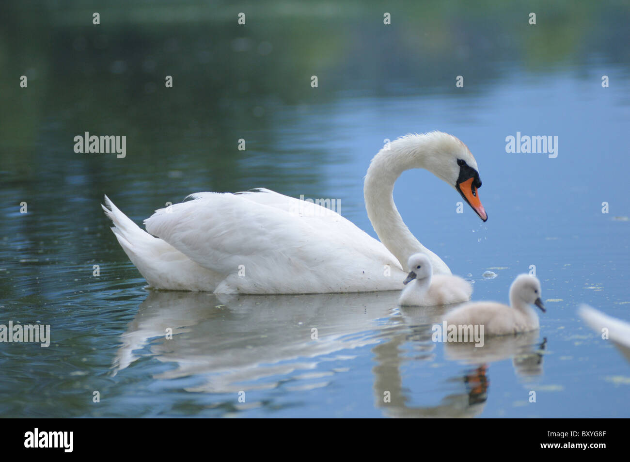 Immature swans hi-res stock photography and images - Alamy