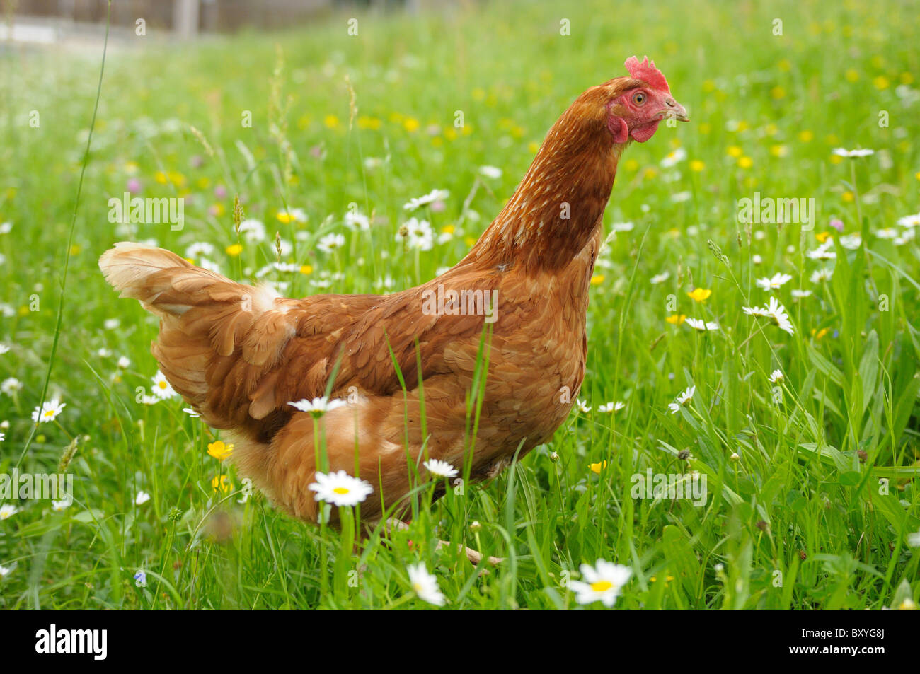 Chicken movement hi-res stock photography and images - Alamy