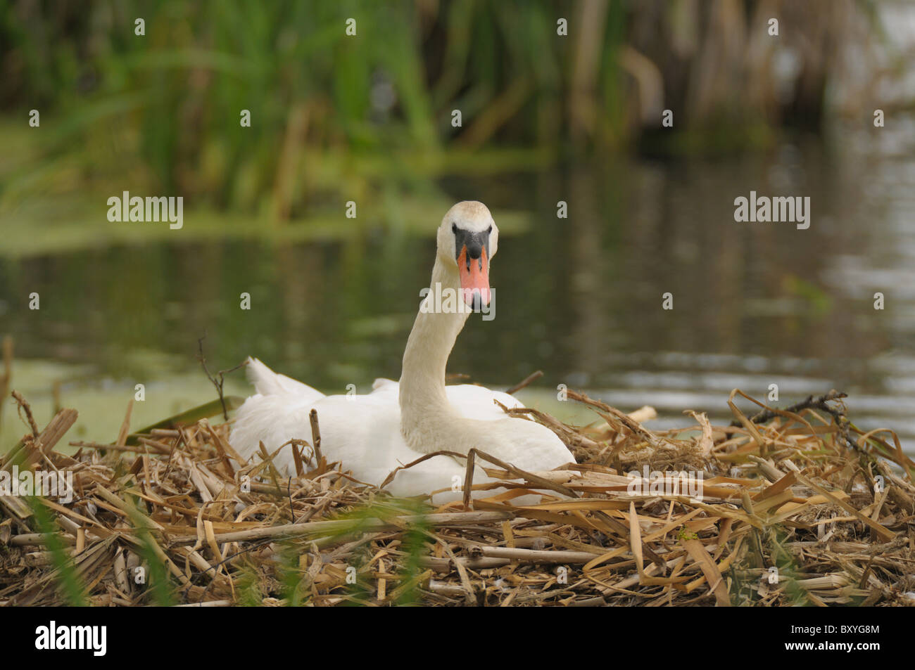 mute swan in nest Stock Photo - Alamy