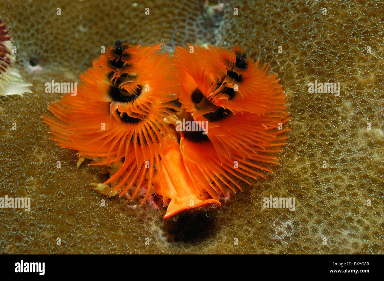 Christmas-Tree Worm, Spirobranchus giganteus, Triton Bay, West Papua ...