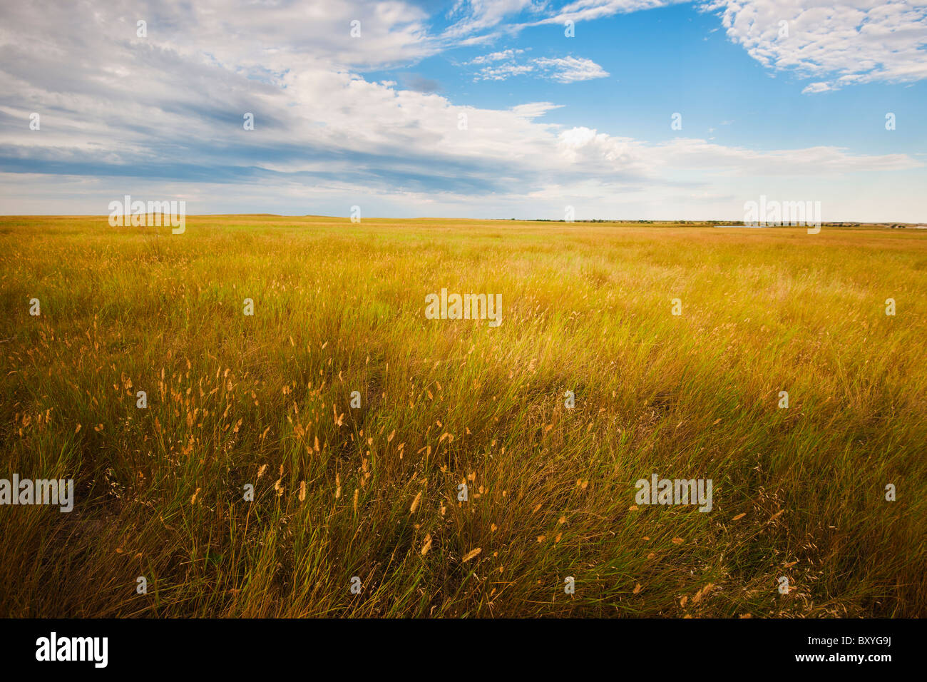 Prairie grass hi-res stock photography and images - Alamy