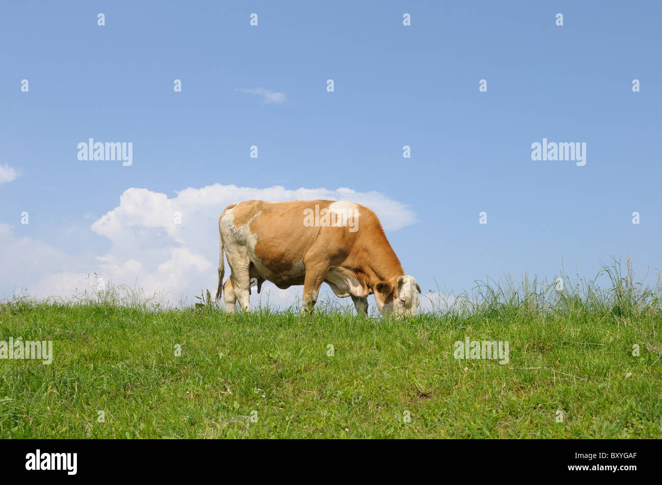 Cow behaviour hi-res stock photography and images - Alamy