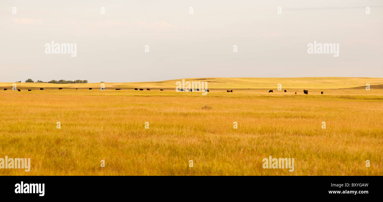 Buffalo grass hi-res stock photography and images - Alamy