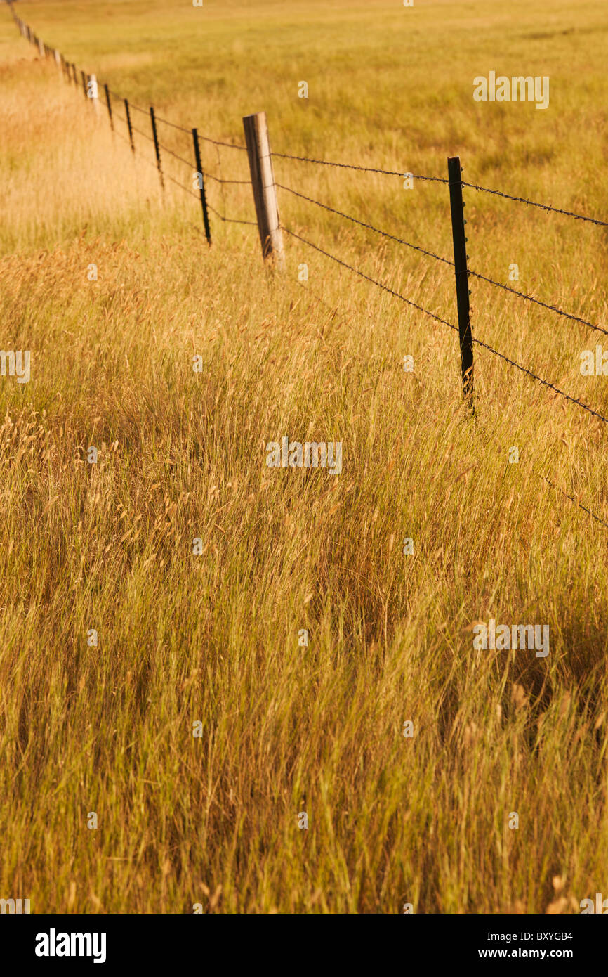 Fence in yellow prairie grass Stock Photo - Alamy