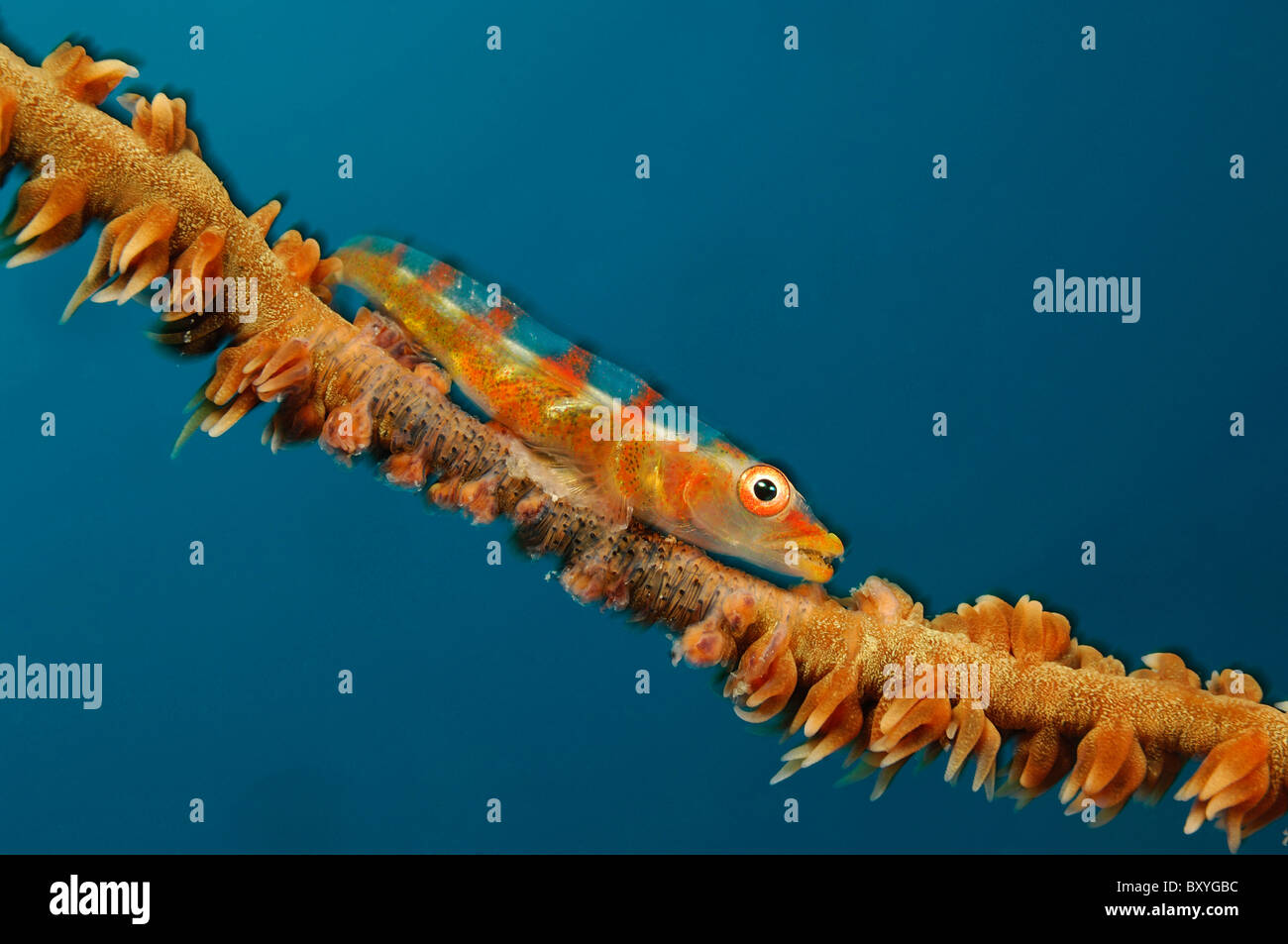 Whip Coral Ghost Goby, Bryaninops youngei, Triton Bay, West Papua ...