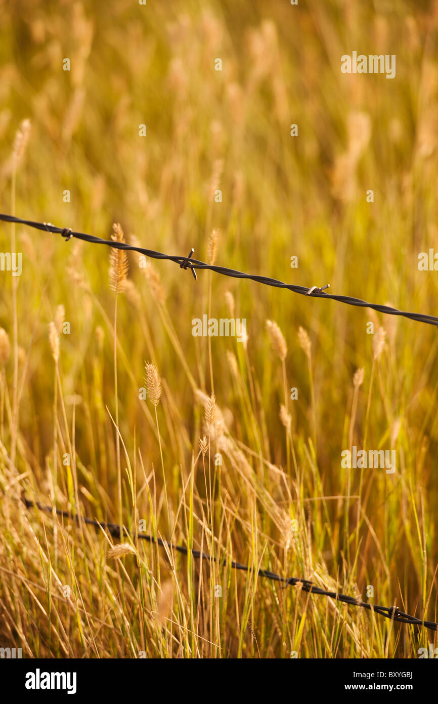 Close-up of barbed wire fence in yellow prairie grass Stock Photo - Alamy