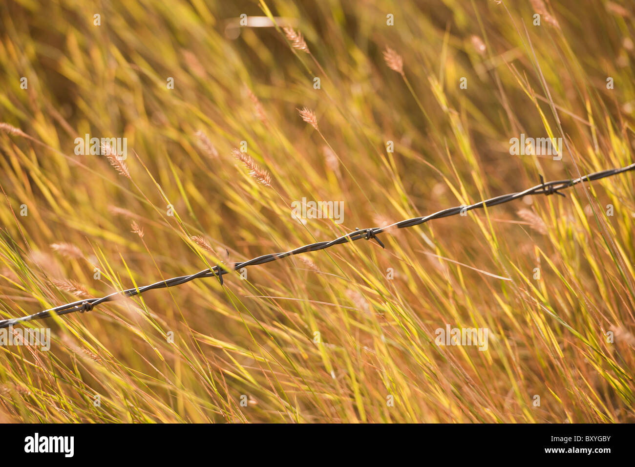Buffalo gap national grassland hi-res stock photography and images - Alamy