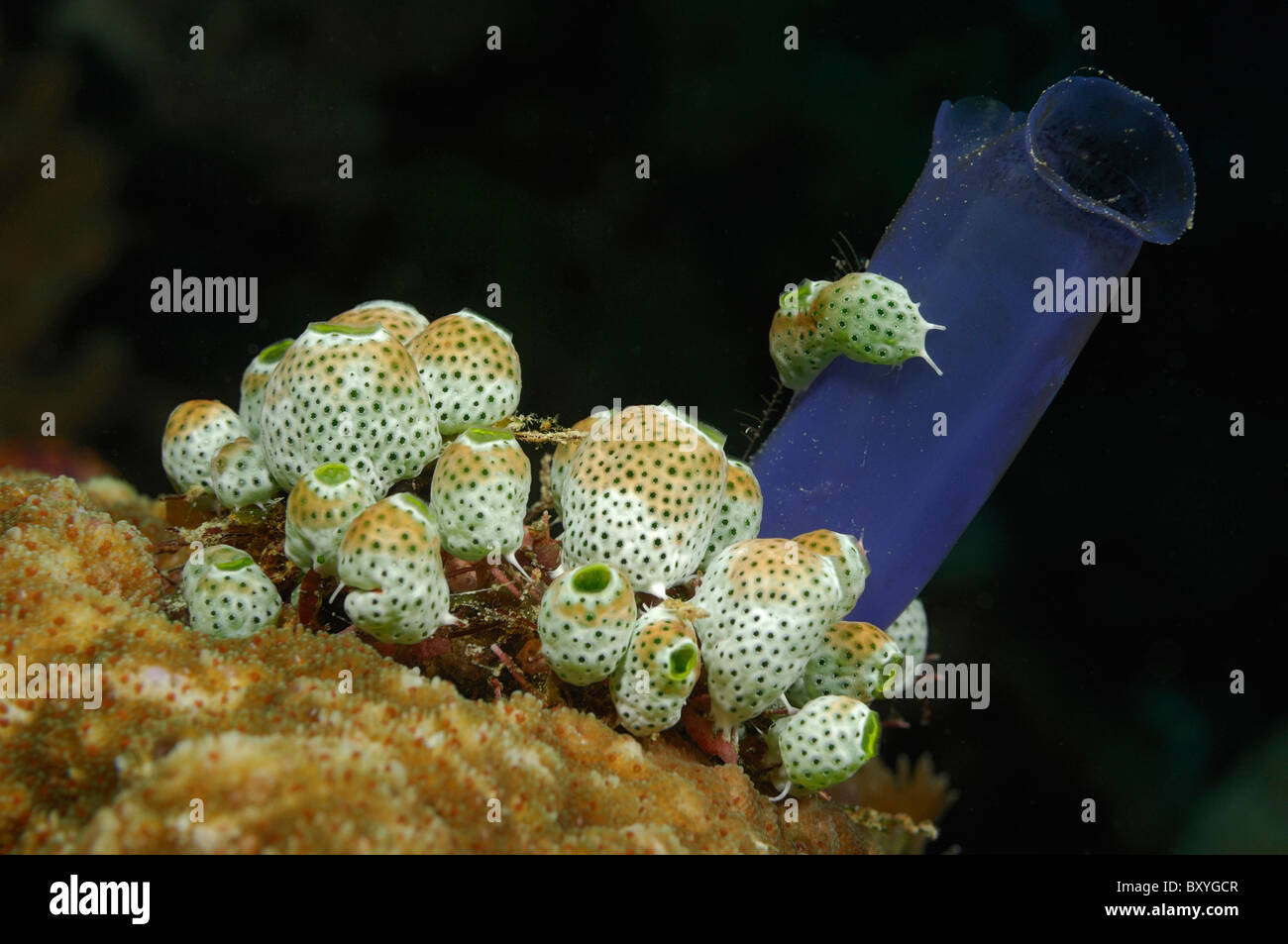 Green Reef Didemnum Tunicate, Didemnum molle, Triton Bay, West Papua ...